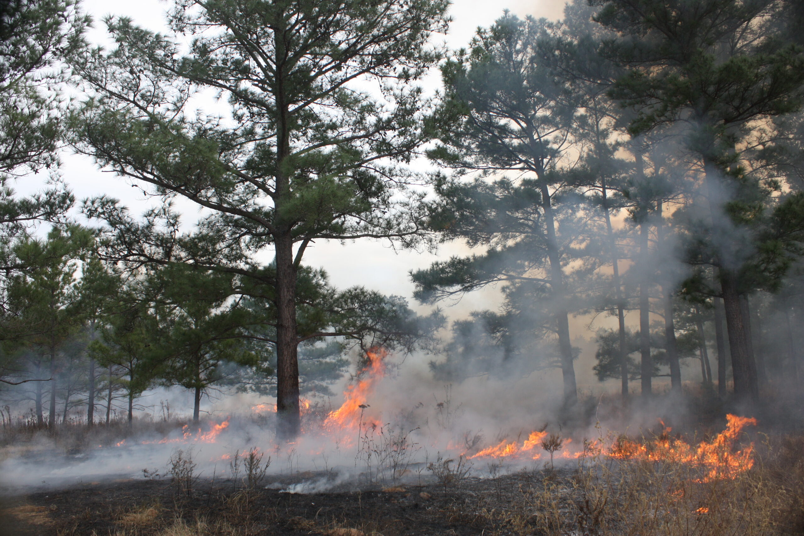 Gallery – South Central Texas Prescribed Burn Association